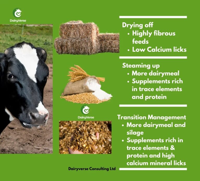 The Best Way to Prepare Your Cow For High Milk Yield! - Dairyverse