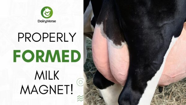 The Best Way to Prepare Your Cow For High Milk Yield! - Dairyverse