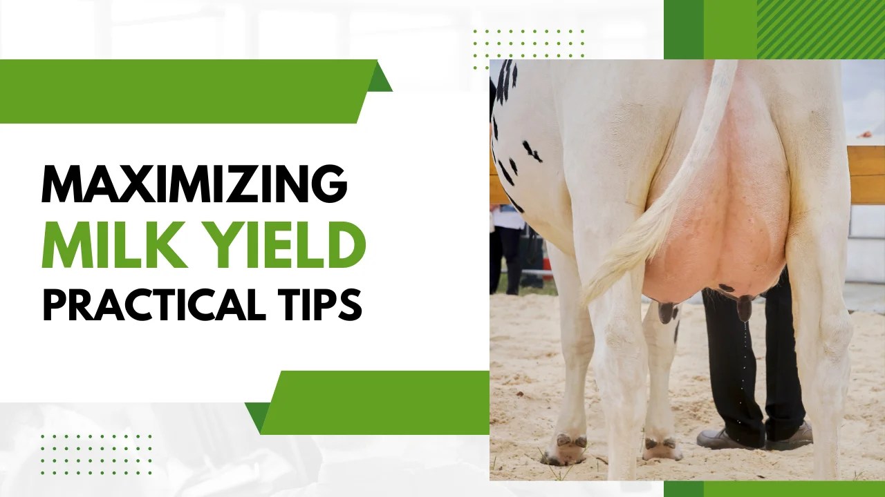 Boosting Milk Yield: Practical Tips for Dairy Farmers in Kenya - Dairyverse