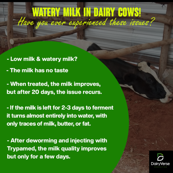 Understanding the Cause of Watery Milk in Dairy Cows - Dairyverse