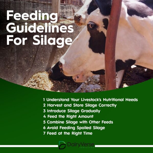 Feeding Guidelines for Silage: A Comprehensive Guide - Dairyverse