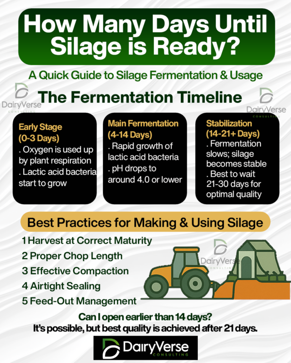Understanding Silage Fermentation Time and Usage Guidelines - Dairyverse