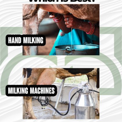 Zero Grazing: Benefits and Disadvantages - Dairyverse