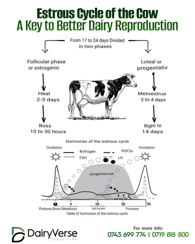 Understanding The Estrous Cycle Of The Cow A Key To Better Dairy Understanding The Estrous Cycle Of The Cow A Key To Better Dairy