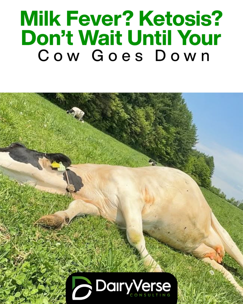 Milk Fever? Ketosis? Don’t Wait Until Your Cow Goes Down - Dairyverse