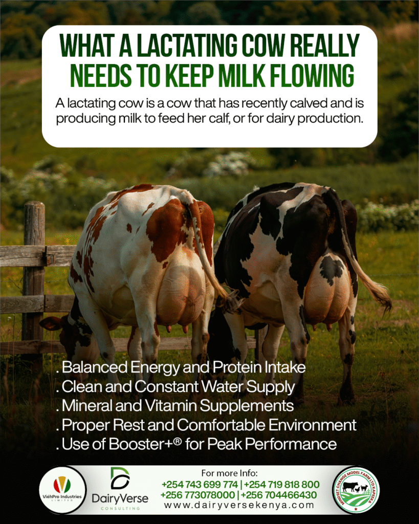 Why Do Cows Need Salt? - Dairyverse